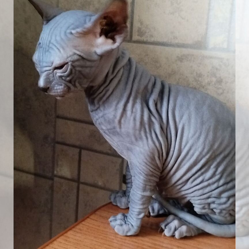 Донской сфинкс котята