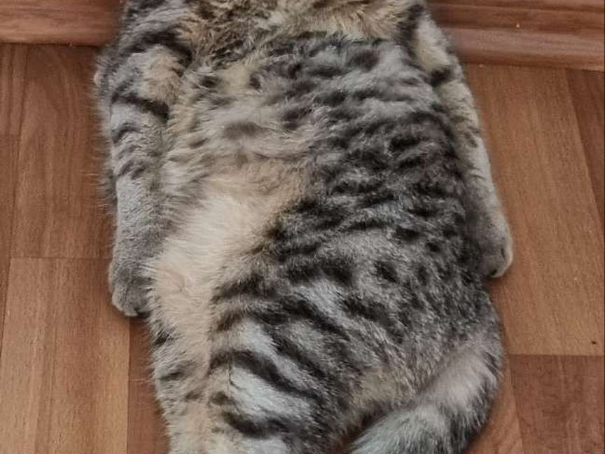 Шотландская кошка