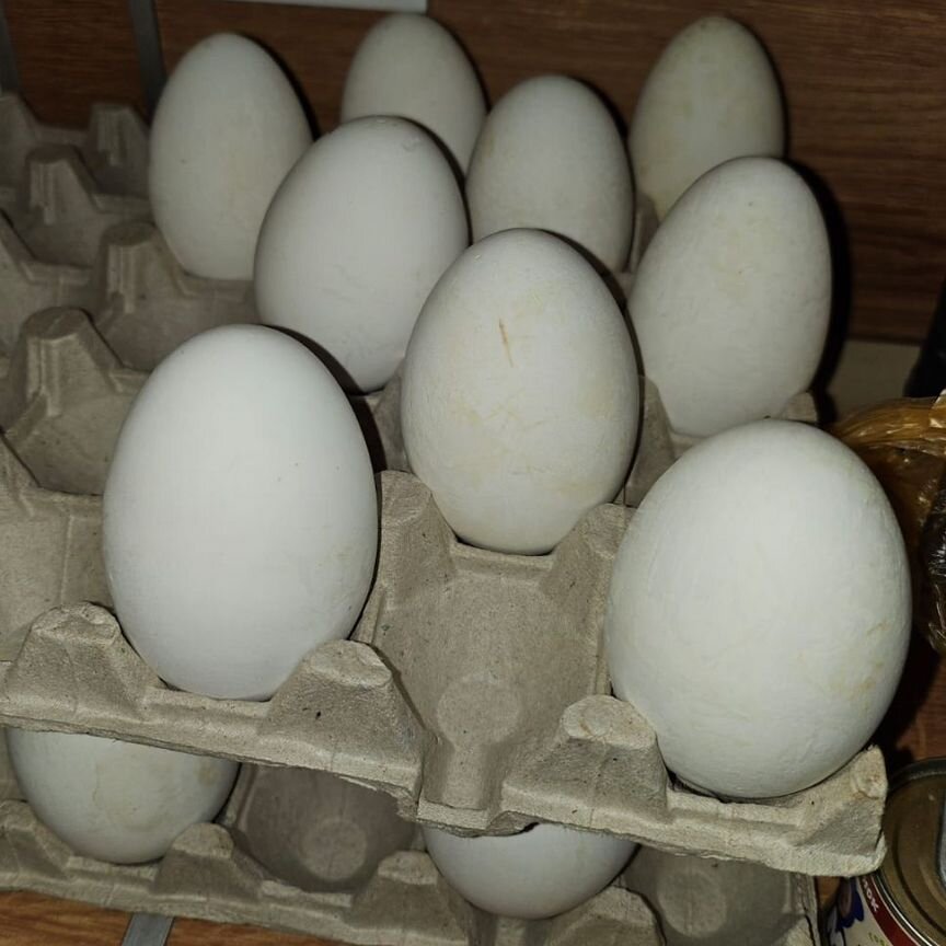 Яйцо гусиное