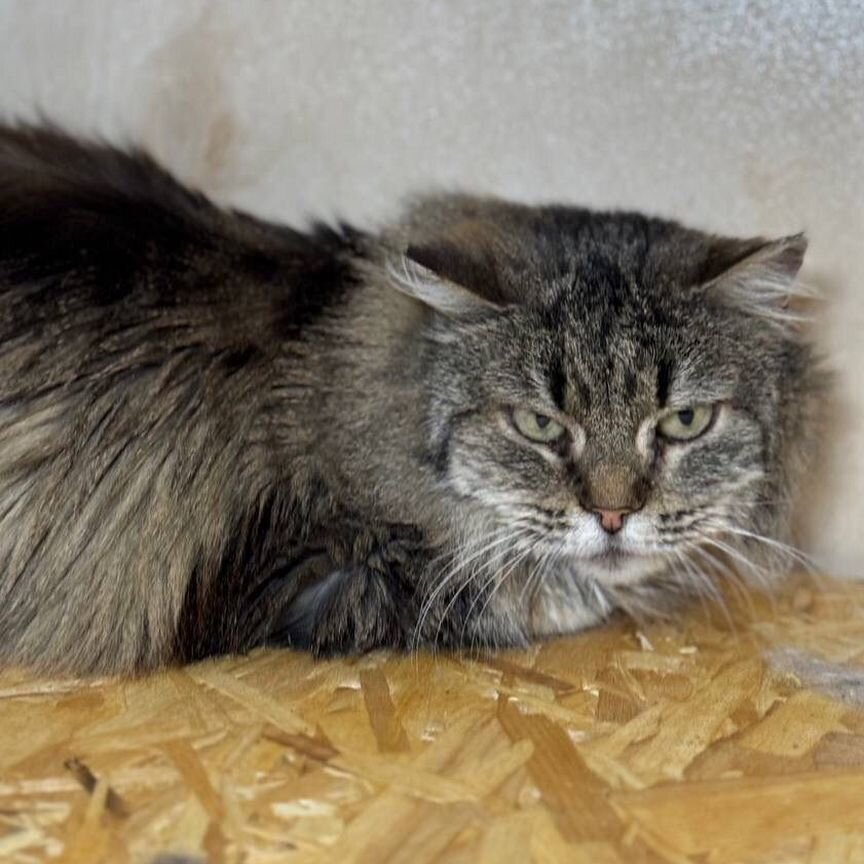 Ищем красивой кошке дом