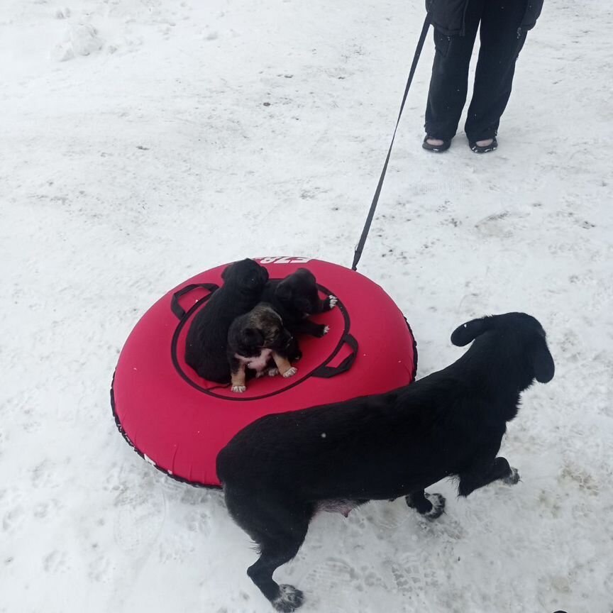 Отдам в добрые руки