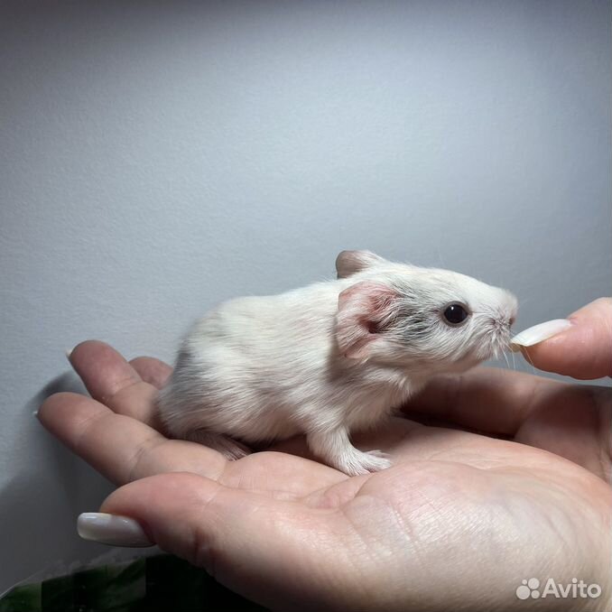 Морская свинка гладкошёрстная смесь Тедди бронь