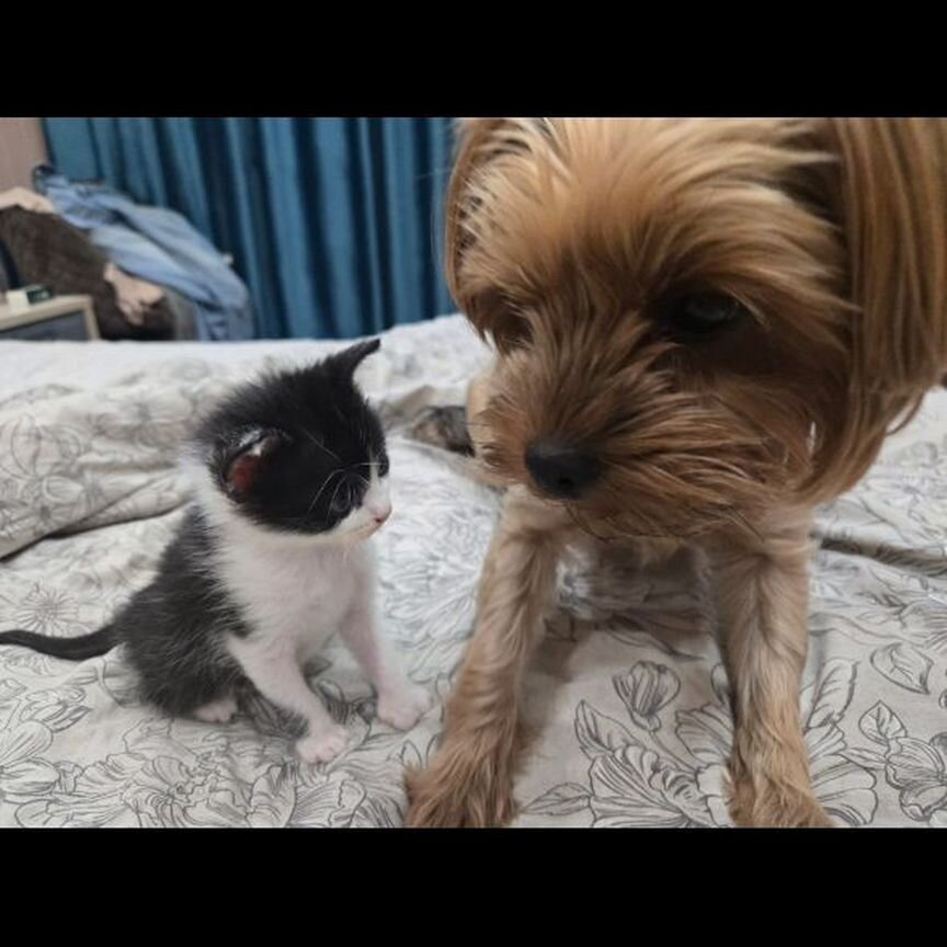 Котята в добрые руки бесплатно девочка