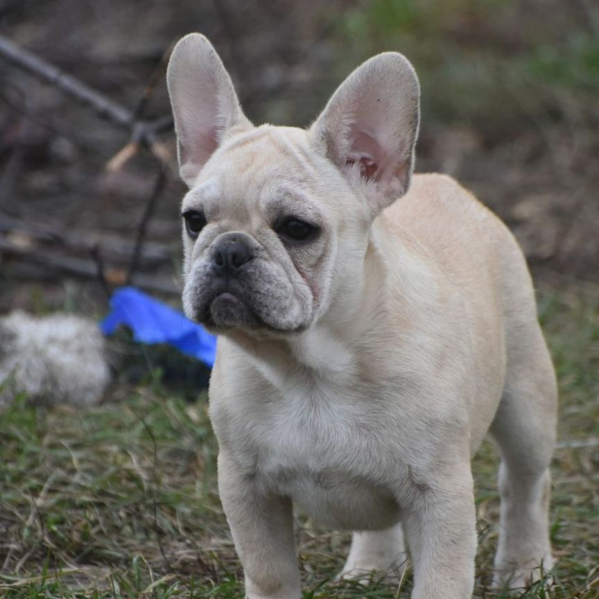 Необычная мадмуазель