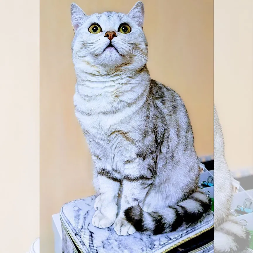 Шотландская кошечка для вязки