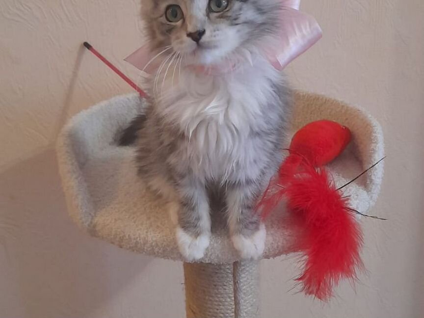 Юка девочка