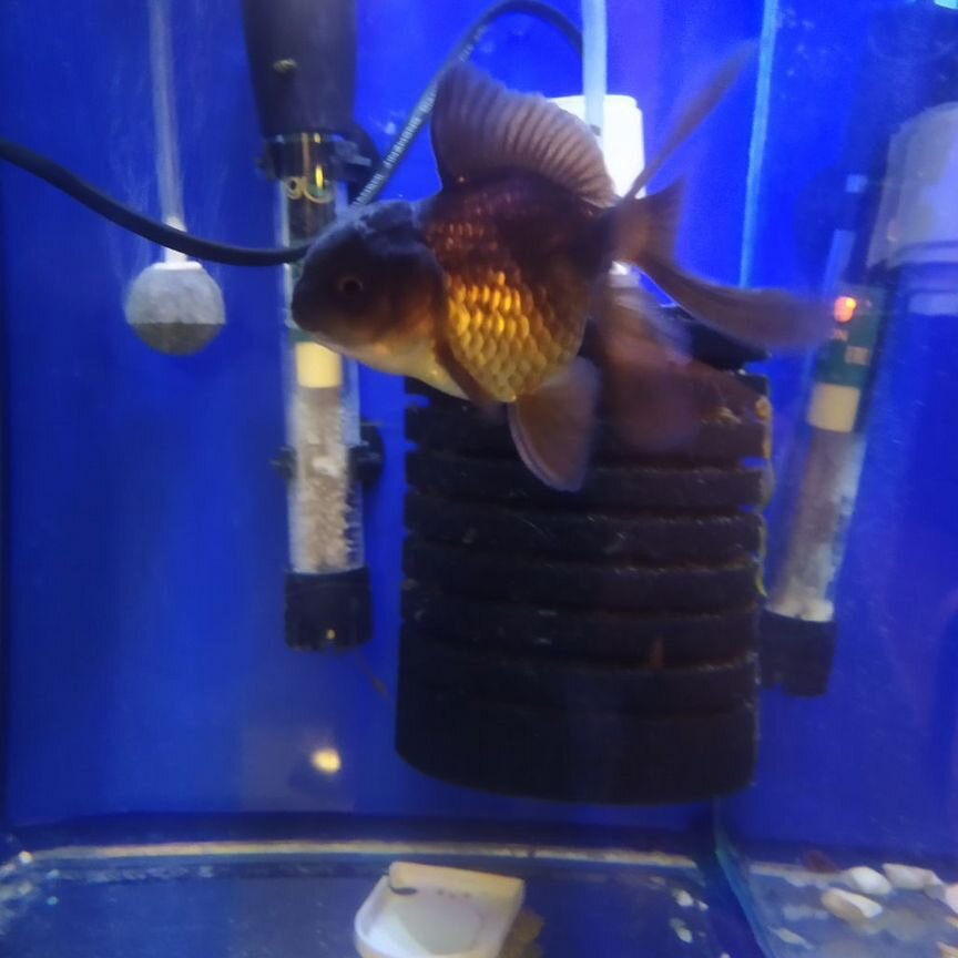 Аквариумная рыбка Оранда Черный бархат