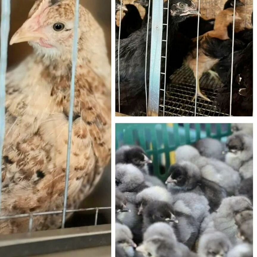 Цыплята несушки Чешский доминант