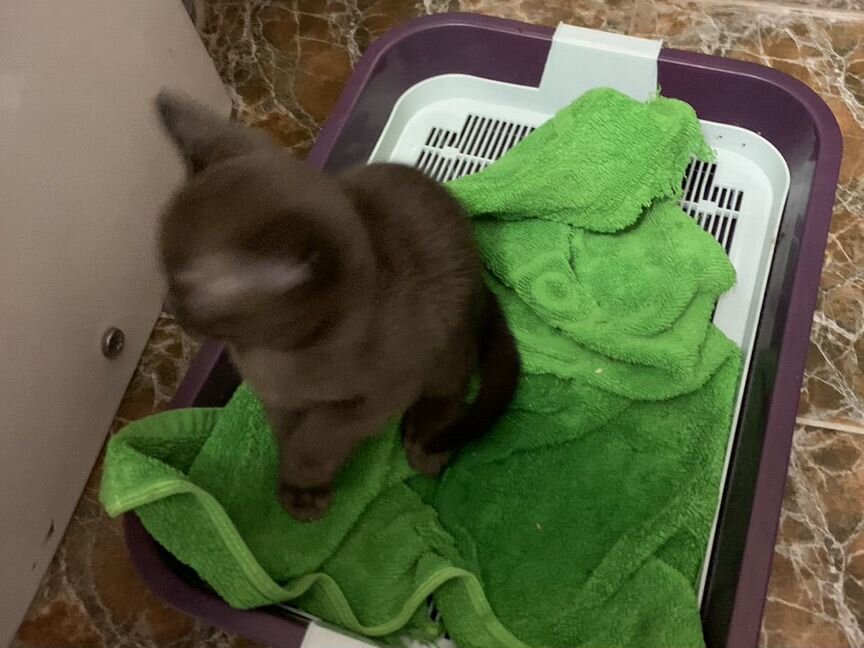 Бурманские котята