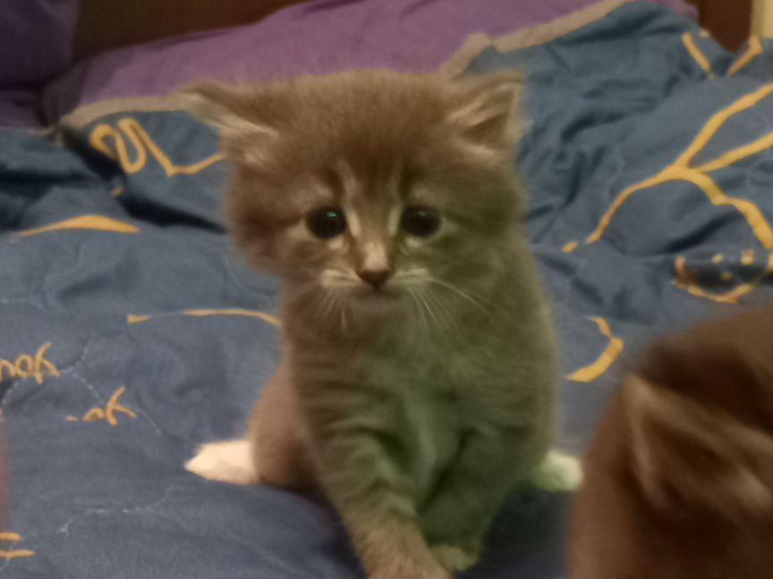 Котейка