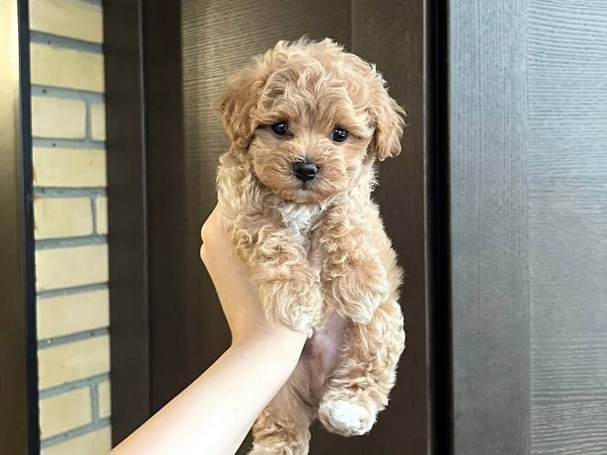 Щеночек Мальтипу. Мальчик