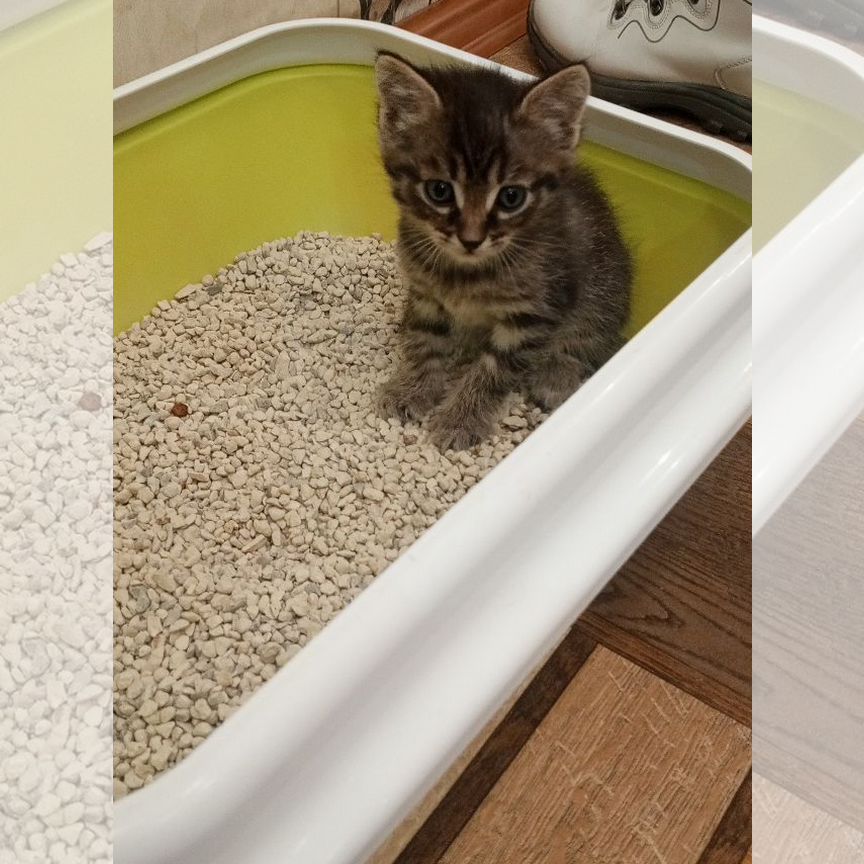 Шотландский вислоухий короткошёрстный котёнок