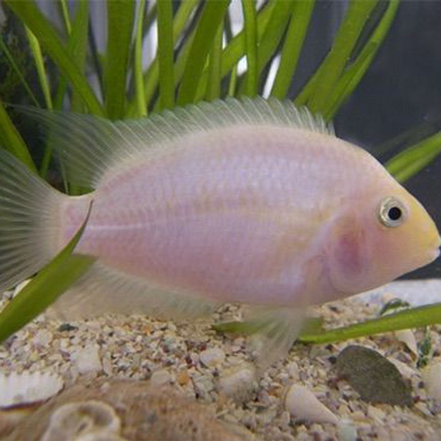 Цихлида фламинго