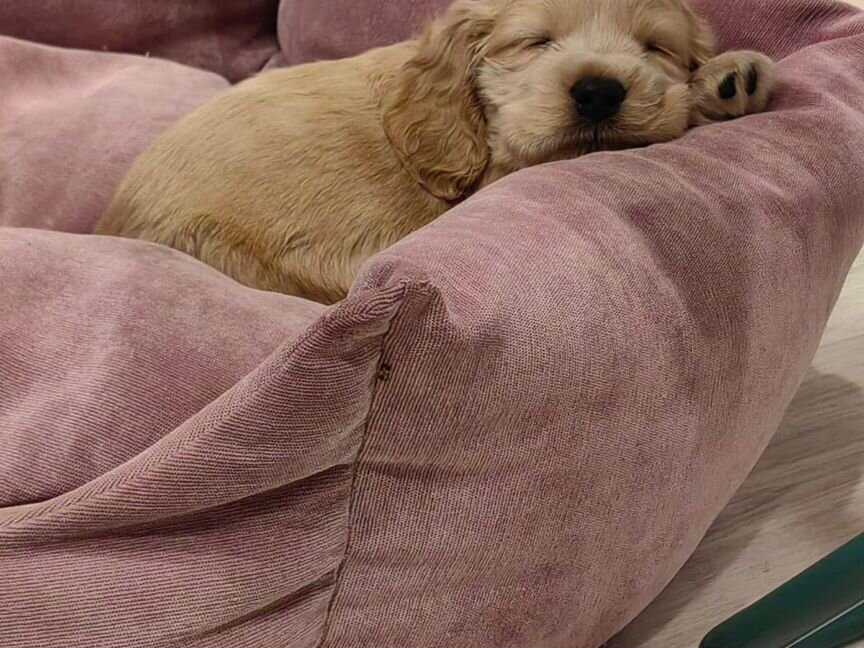 Щенки спаниеля