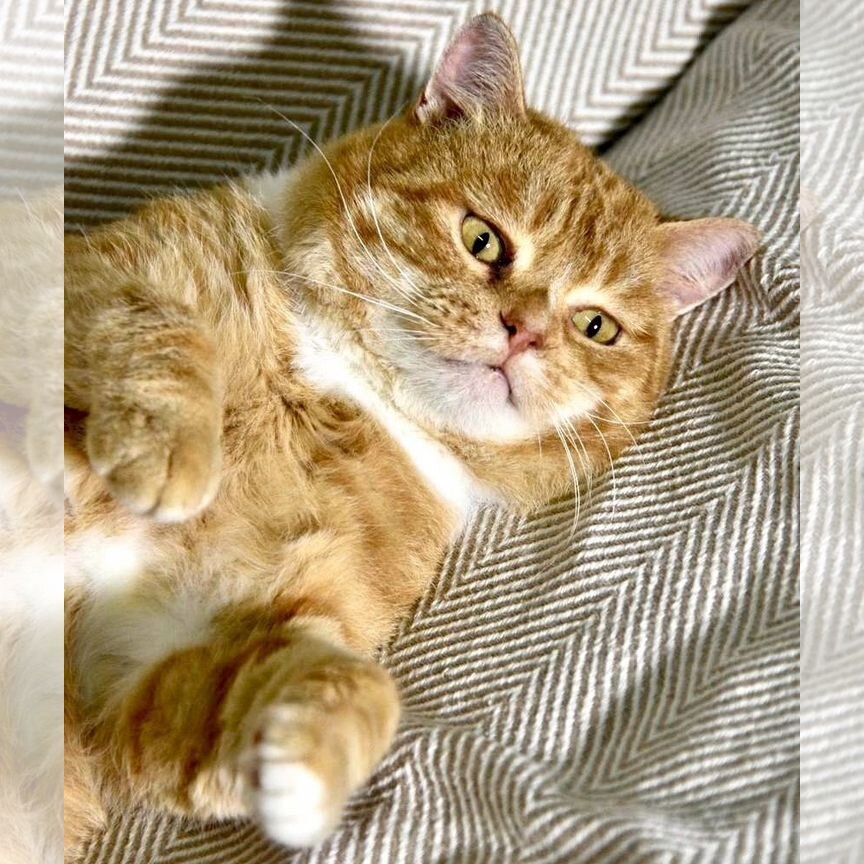 Жорик, это котик-нежность, мягкость и любовь