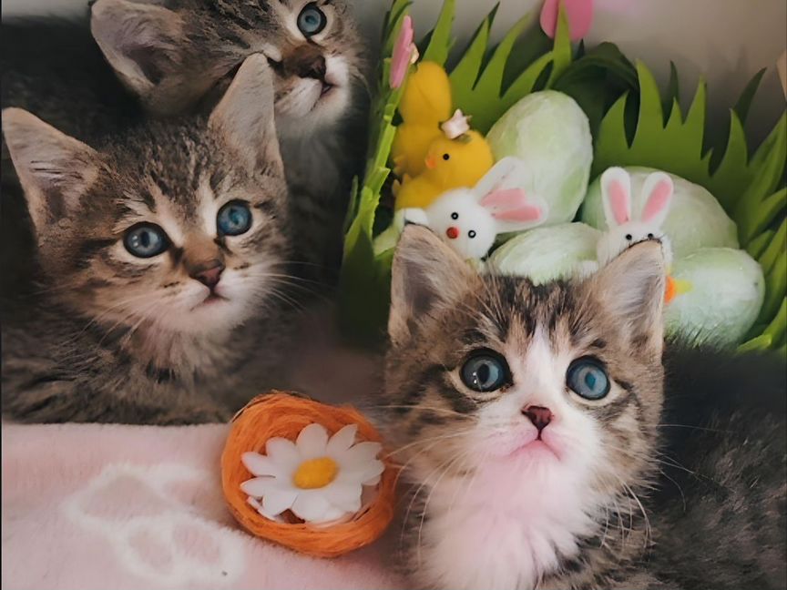 Котята из приюта бесплатно