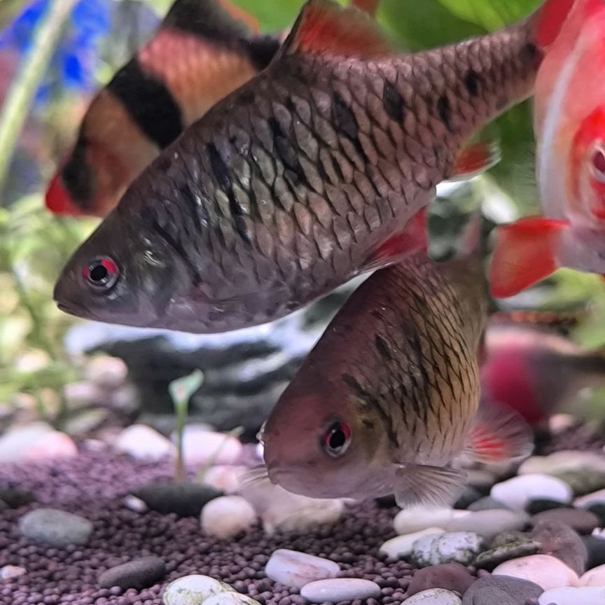 Барбусы зелёные, бесплатно