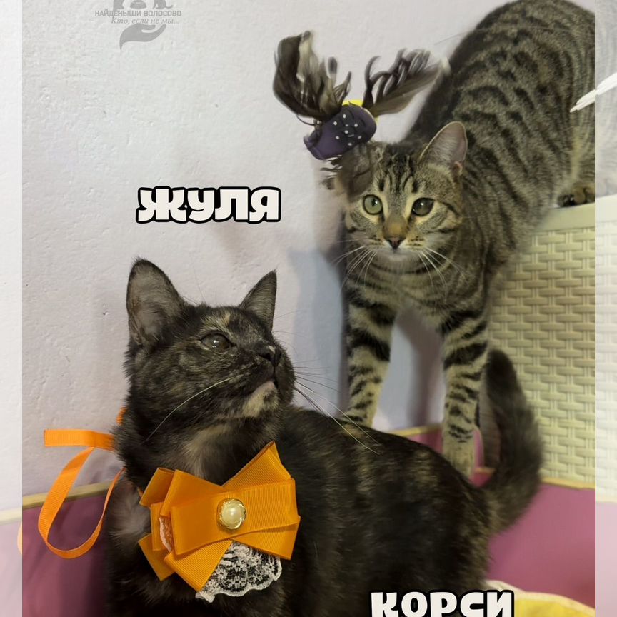Милашки кошечки с особенностями