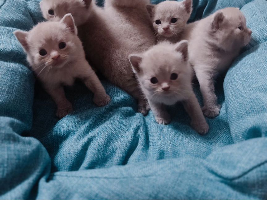 Британские котята