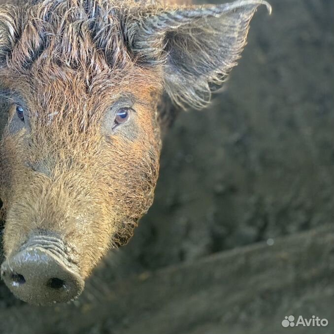 Венгерская мангалица на племя - красный мальчик