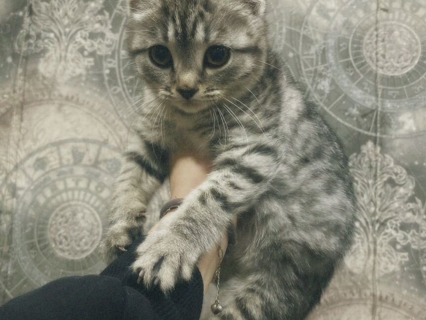 Котенок в добрые руки