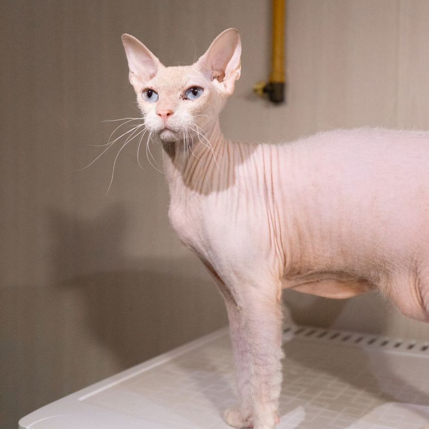 Сфинкс Лаура ищет дом (из приюта)