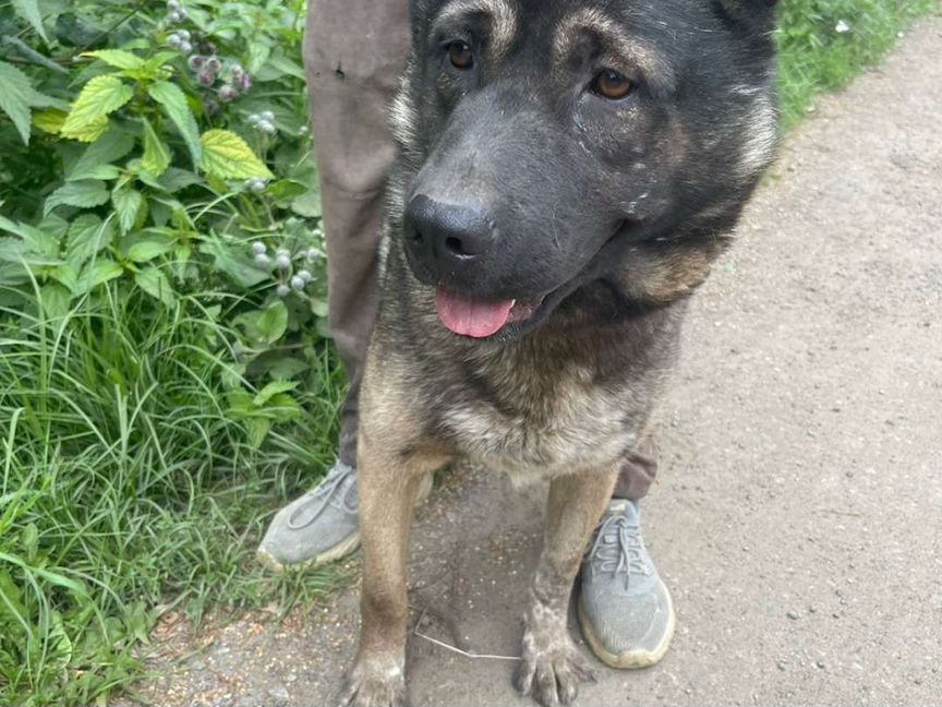 Собака в дар