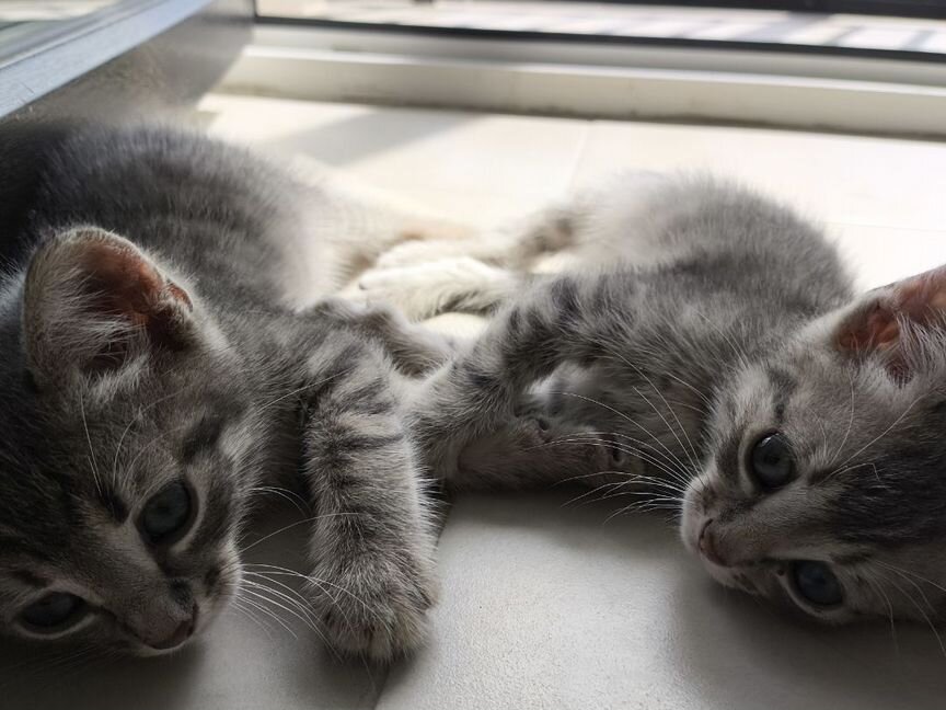 2 Котёнка в добрые руки