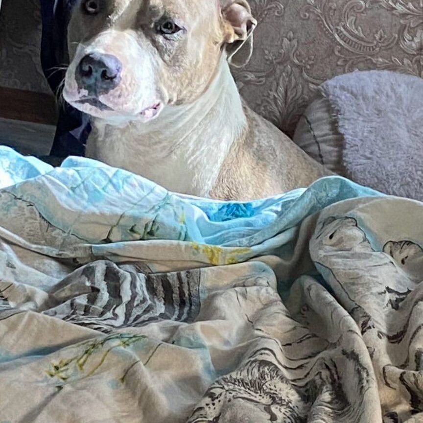 Стаффордширский терьер