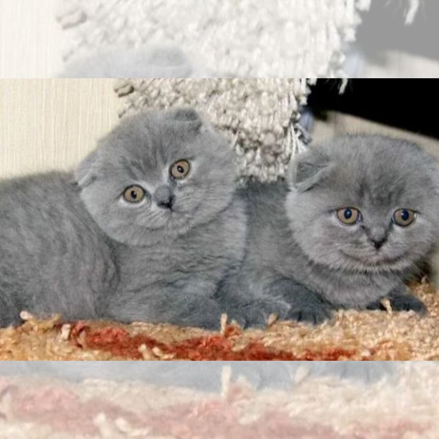 Вислоухие голубые плюшки)