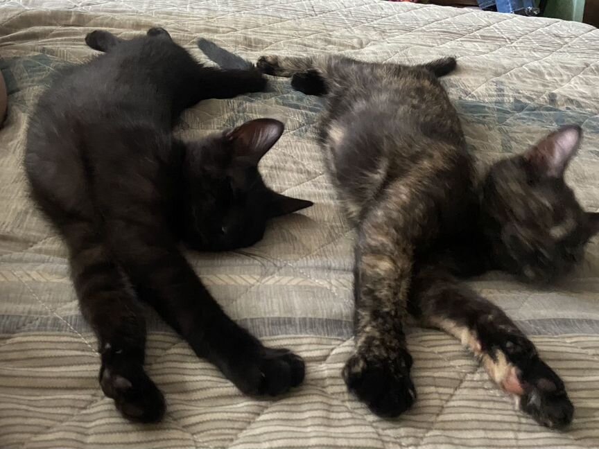 Котята (кошечки) ищут уютный дом