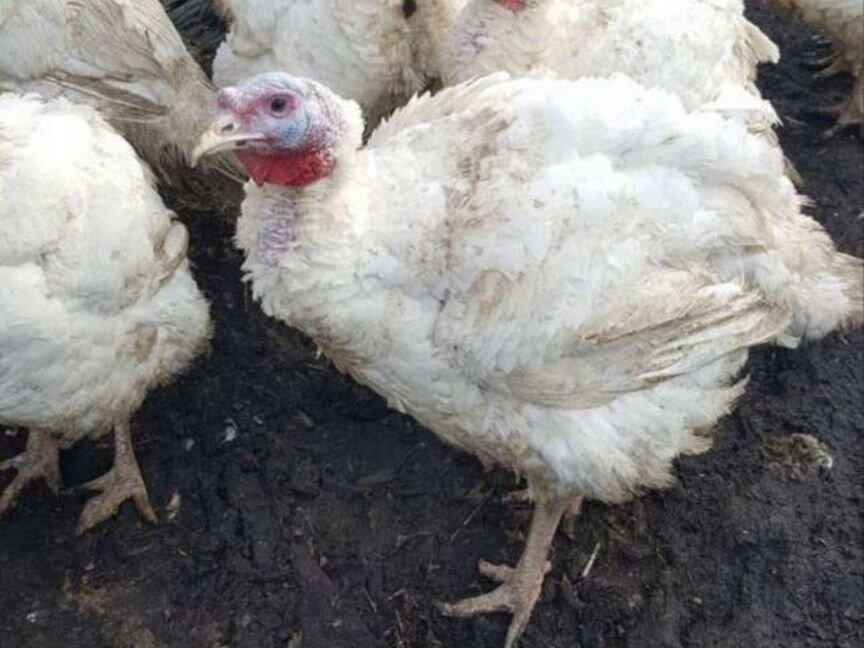 Индюки на мясо