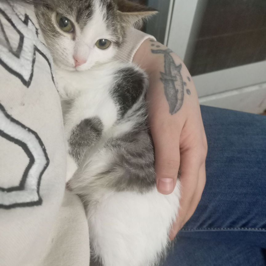 Котик в добрые руки