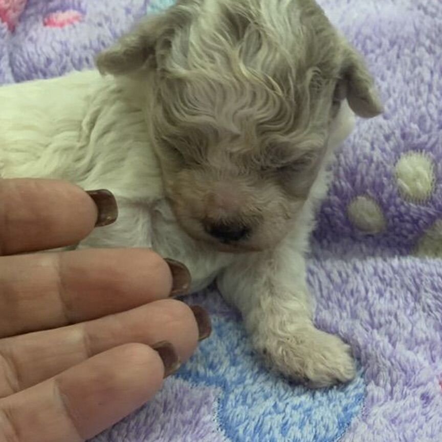 Той-пудель, щенок
