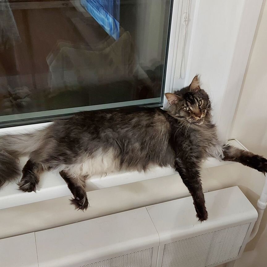 Потерялся кот мейн-кун