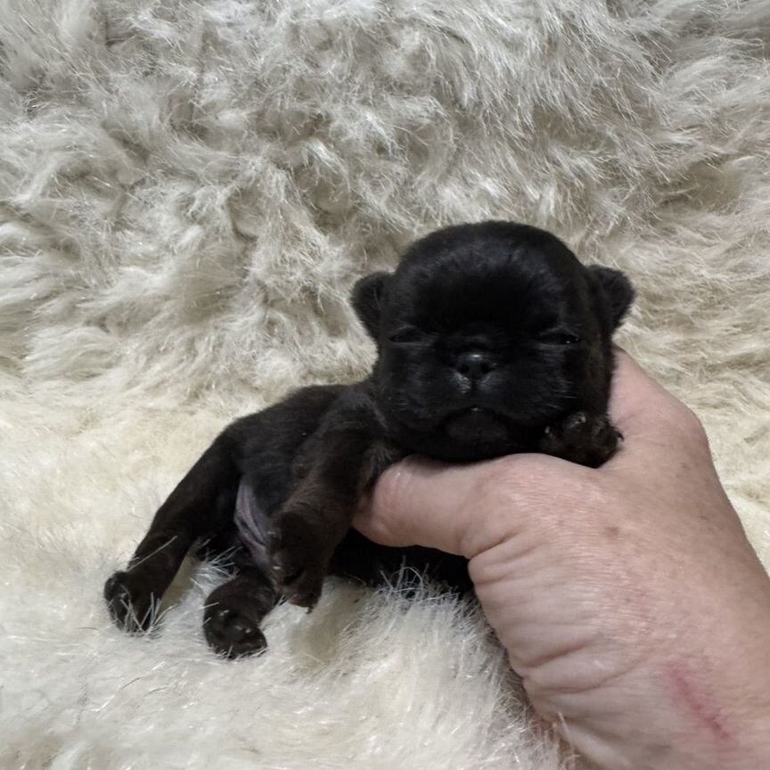 Мальчик и девочки пти брабансон