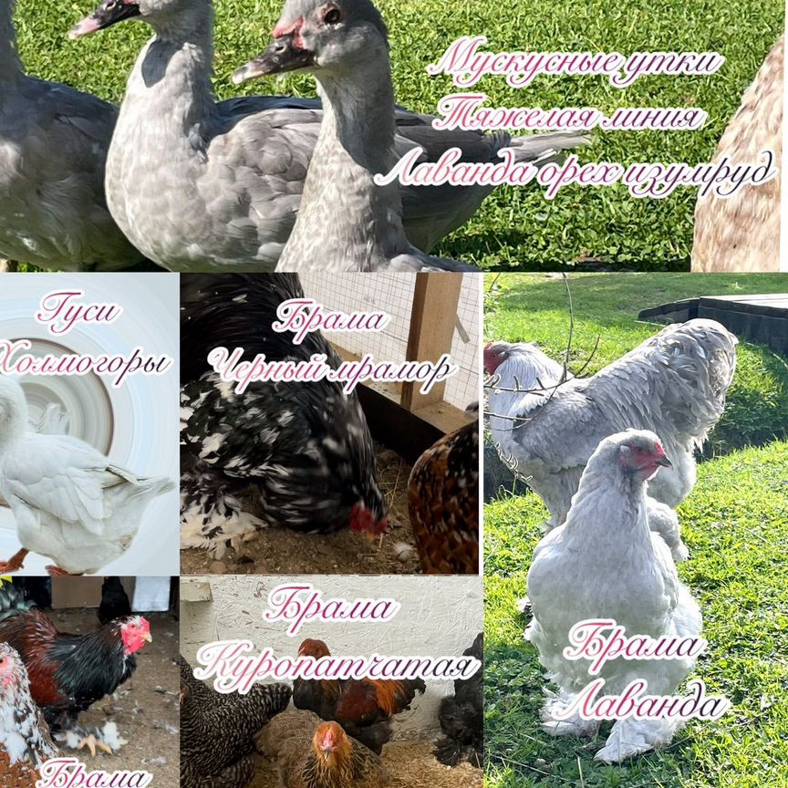 Куры породы брама