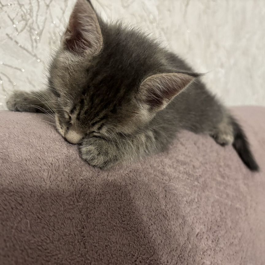 Мейн-кун котёнок