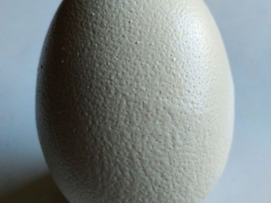 Страусиное яйцо