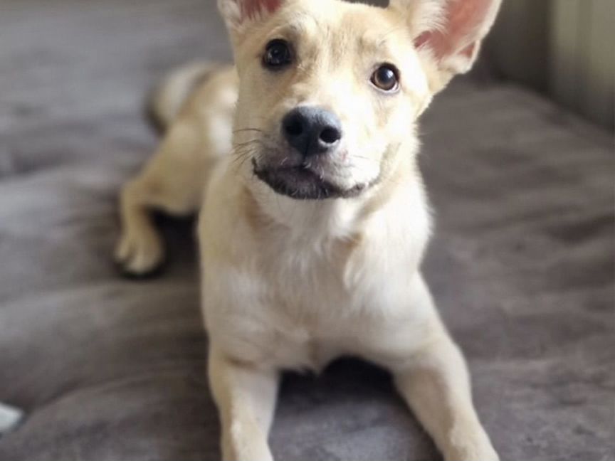 Собака подросток