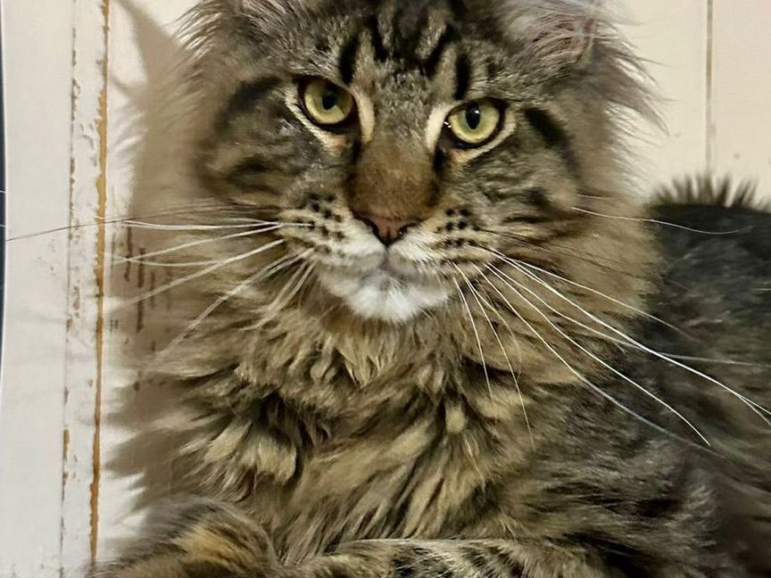 Котята мейн-кун