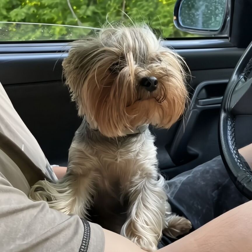 Йоркширский терьер, щенок