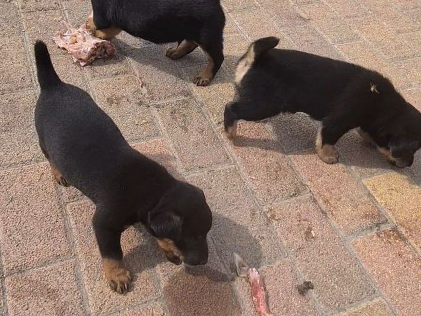 Щенки ягдтерьера