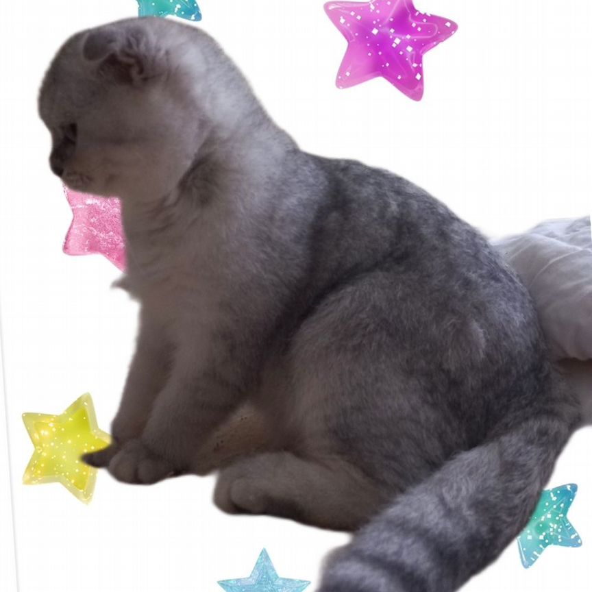 Шотландская вислоухая красотка