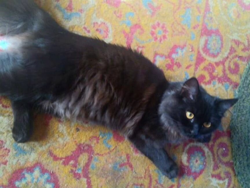 Котенок мальчик в добрые руки