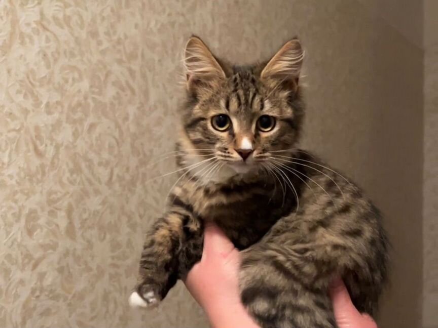 Котенок в добрые руки