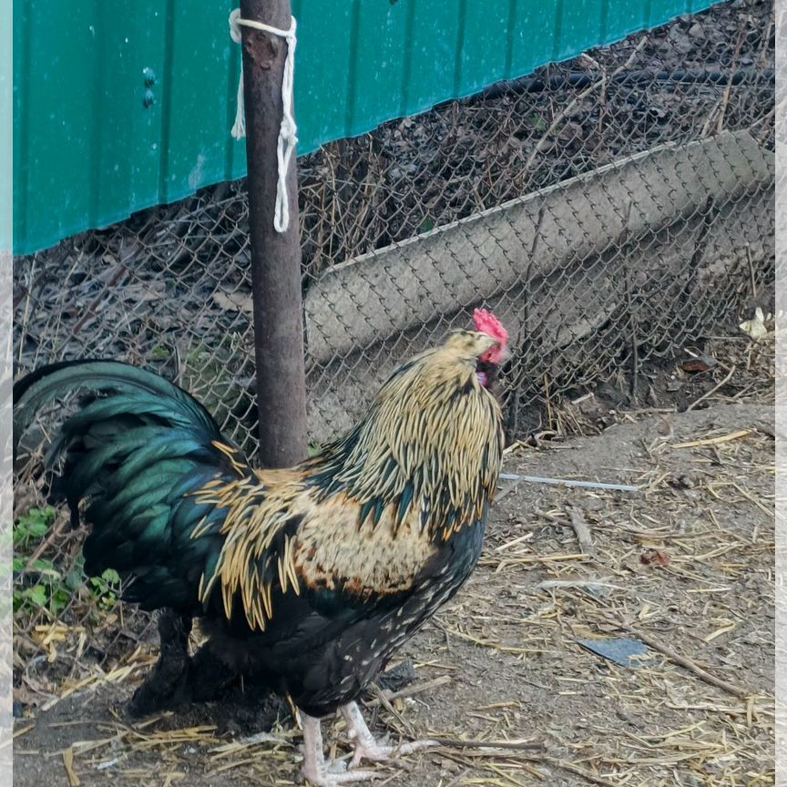 Петух молодой домашний