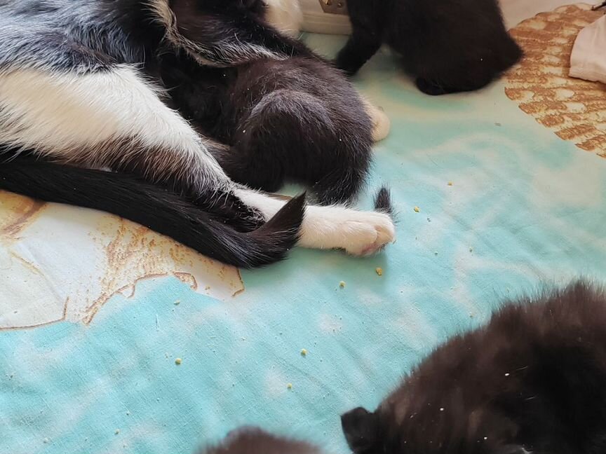 Котята девочки
