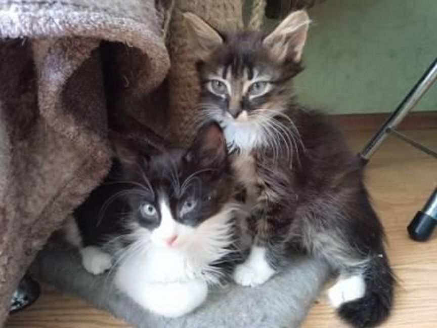 Прелестные подкидыши