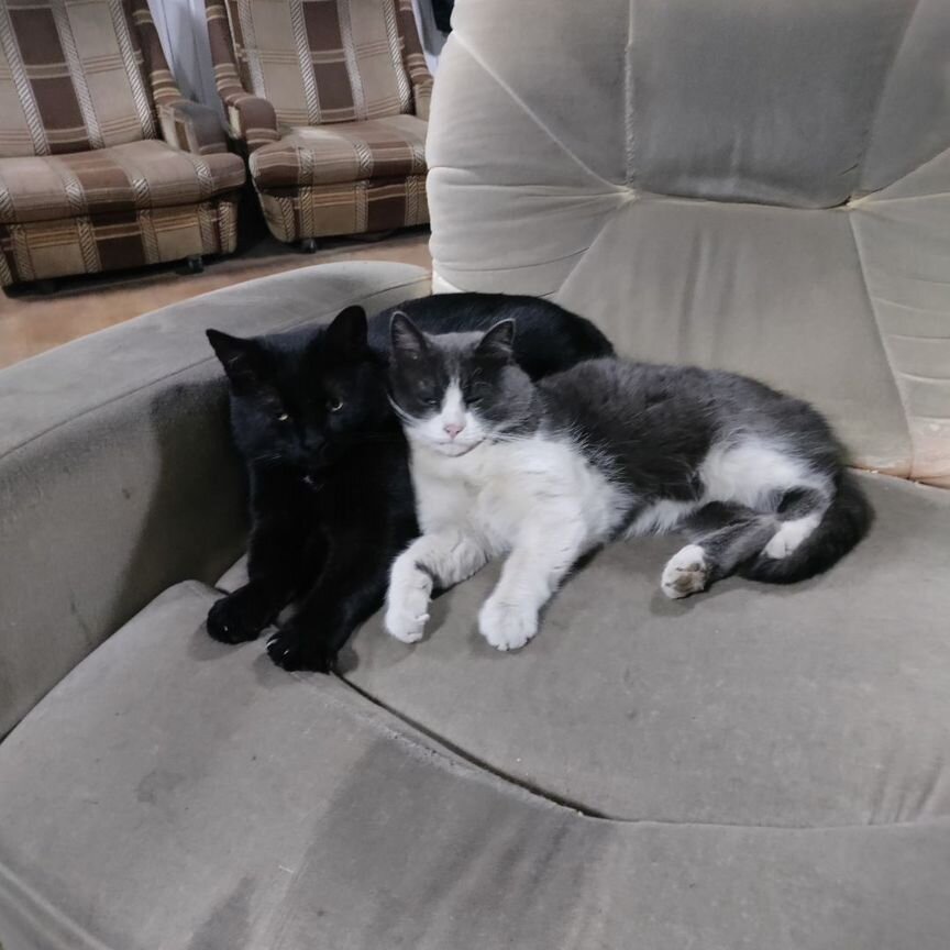 Котикам нужен дом
